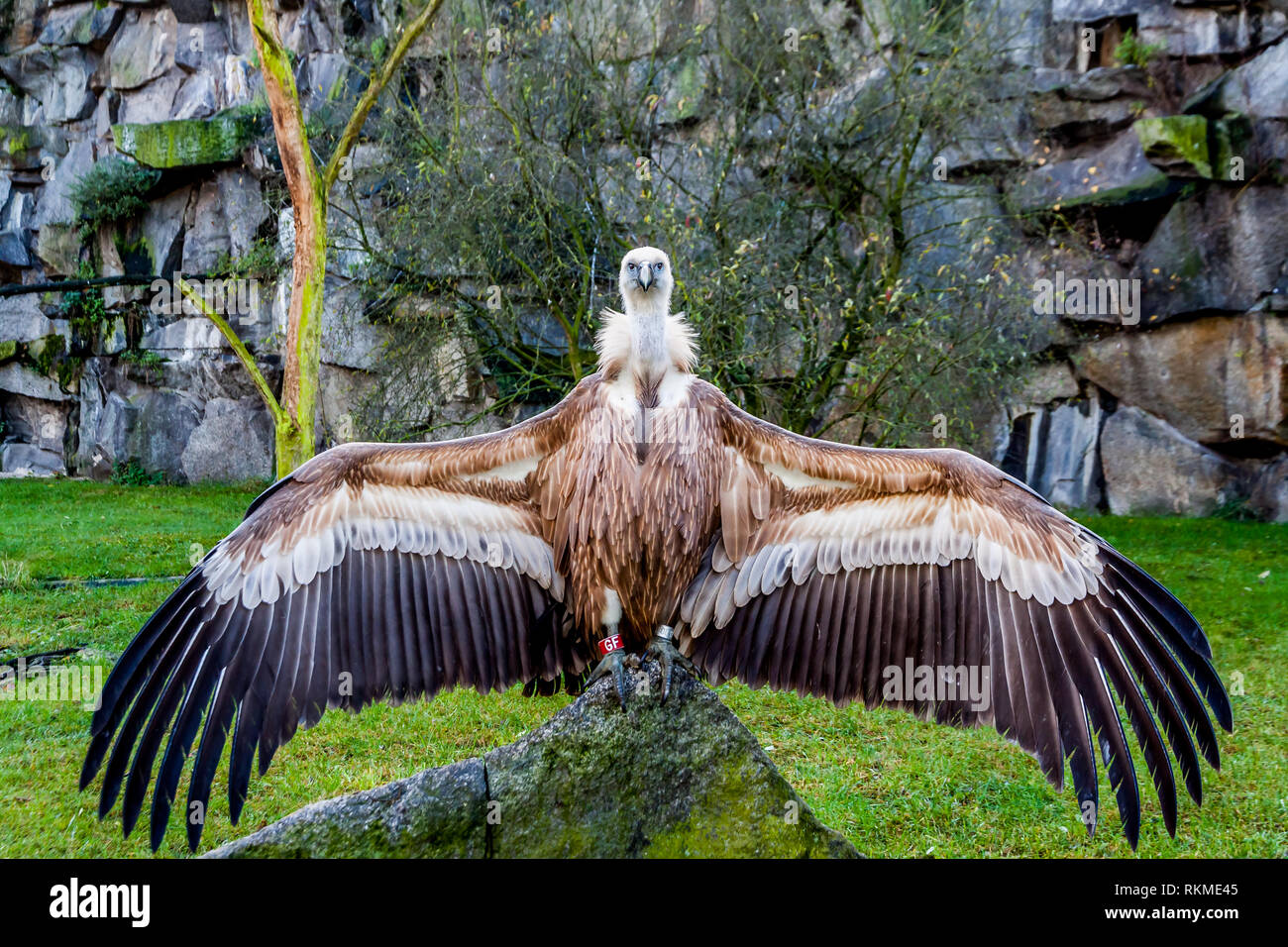 Big black scavenger hi-res stock photography and images - Alamy