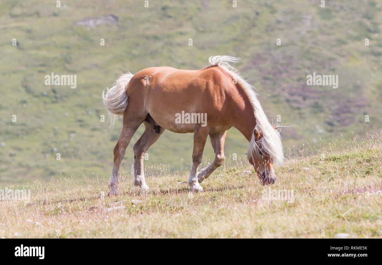 Beautiful haflinger horse in the Alps / mountains in Tirol, Austria ...