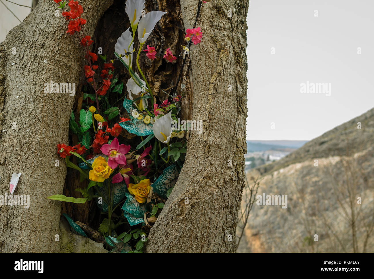 View of a tree with flowers in Cuenca old town Stock Photo - Alamy