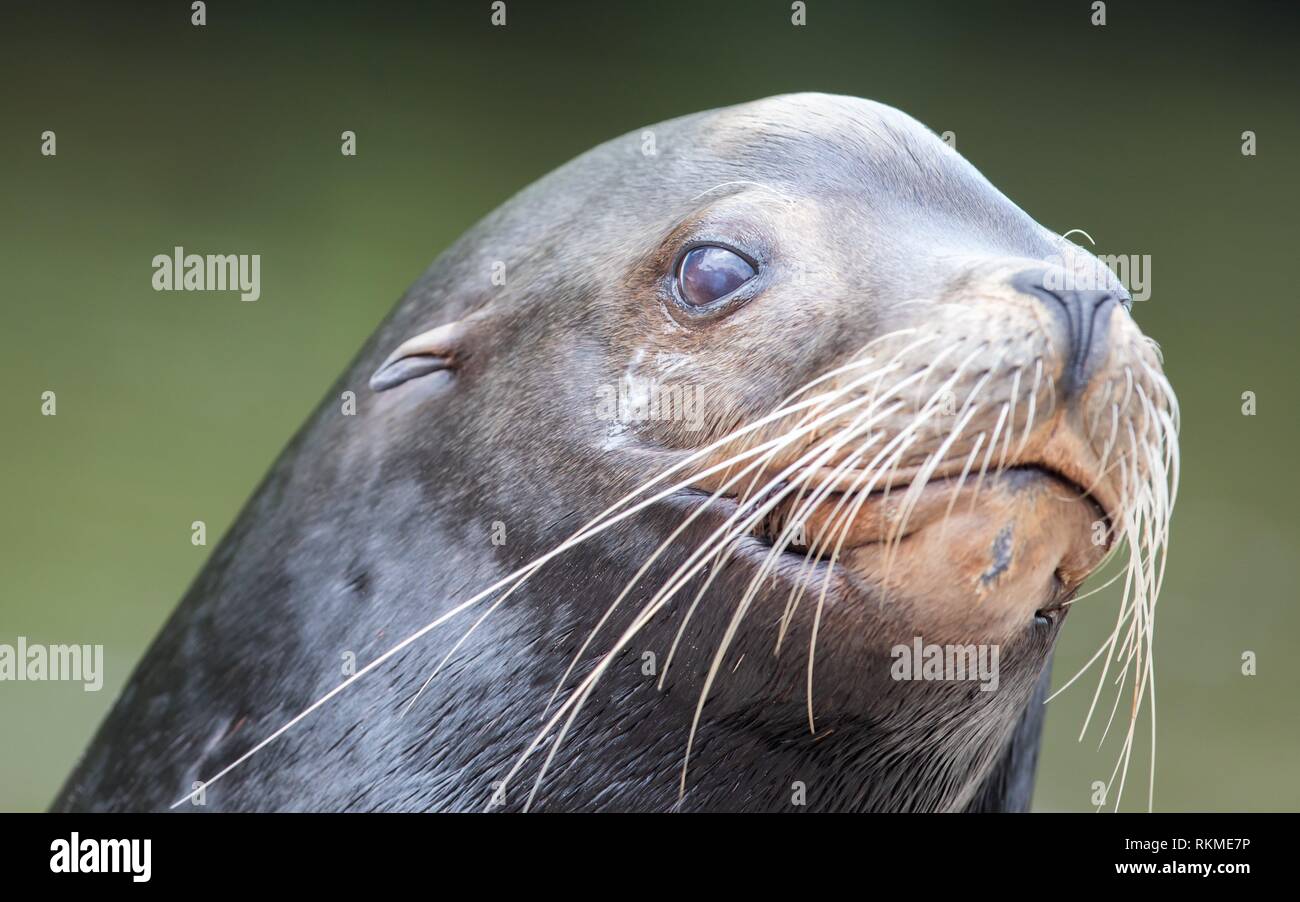 Male Sea Lion Stock Photos & Male Sea Lion Stock Images - Alamy