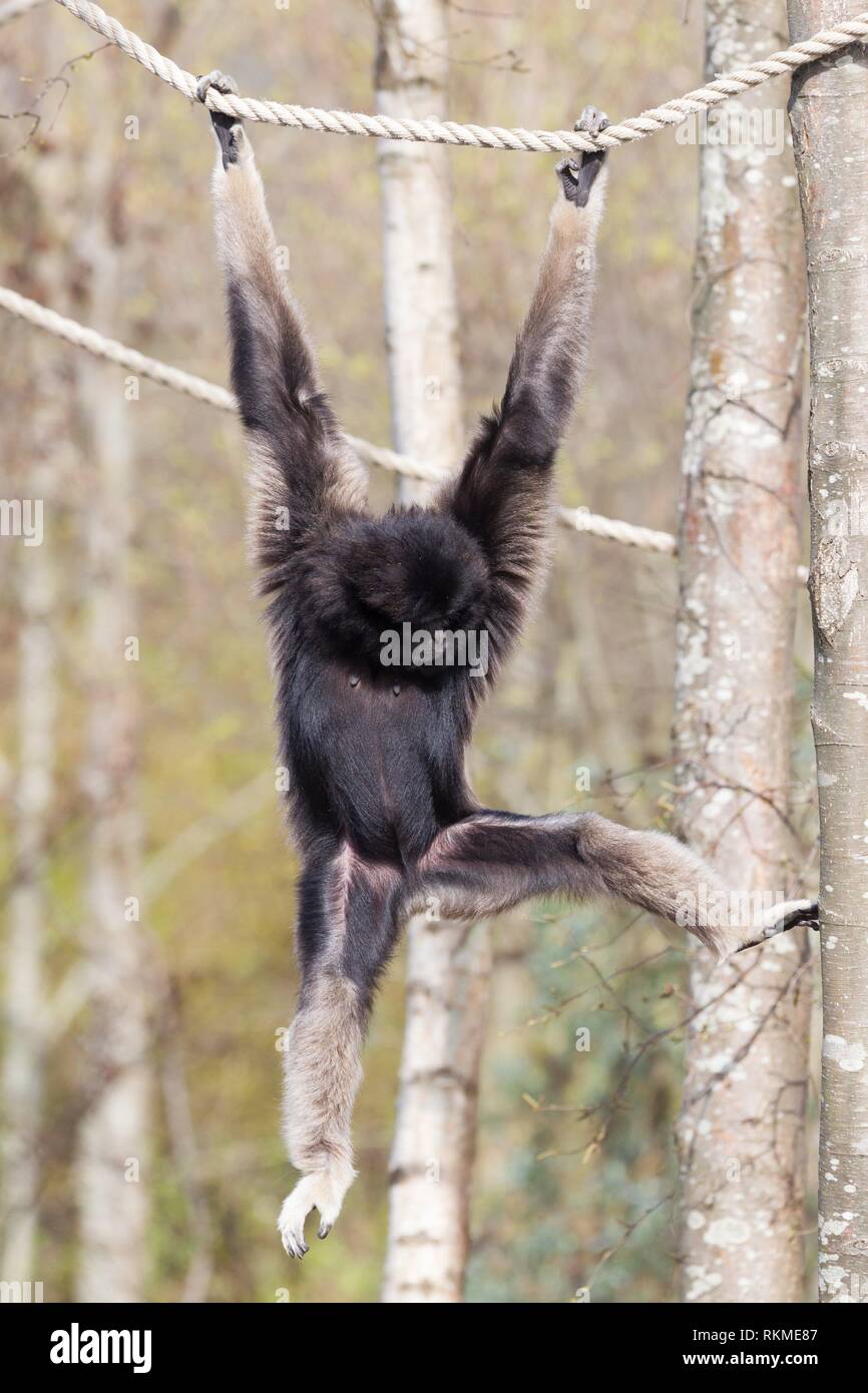 Gibbon Hand High Resolution Stock Photography and Images - Alamy