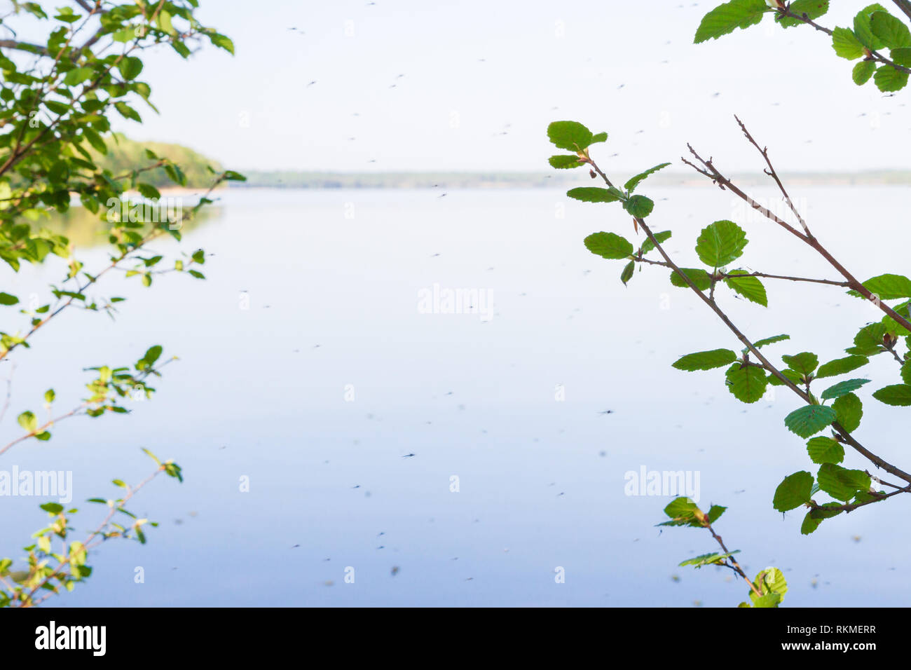 Mosquitoes swarm hi-res stock photography and images - Alamy