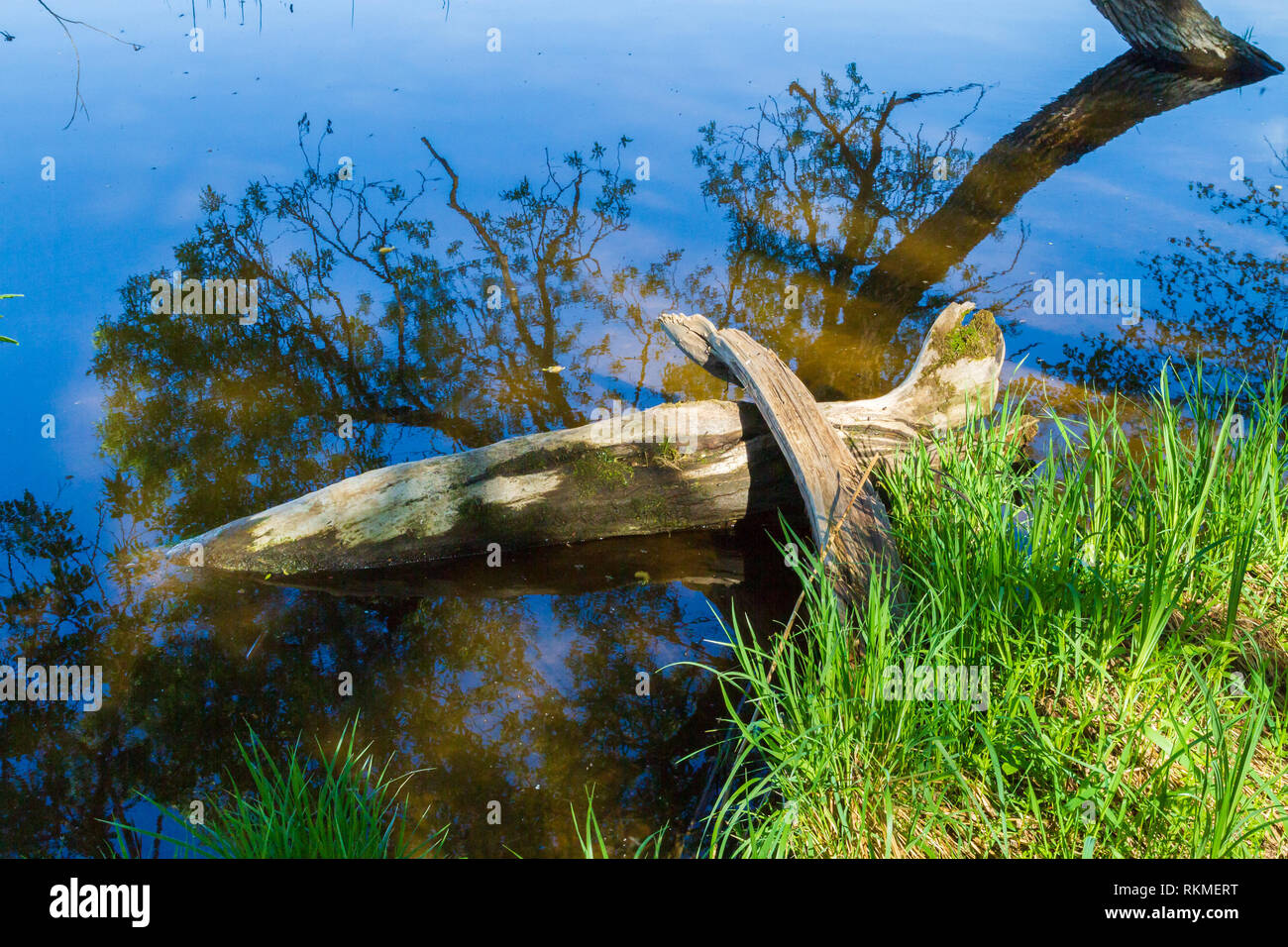 Beavers gnawed a tree in the forest in a small river Stock Photo - Alamy
