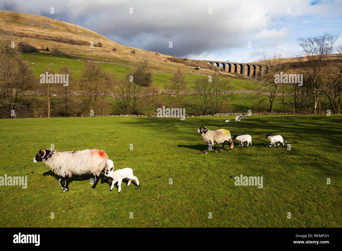 Swaledale sheep in farmland near Cowgill with the Nidderdale Viaduct ...