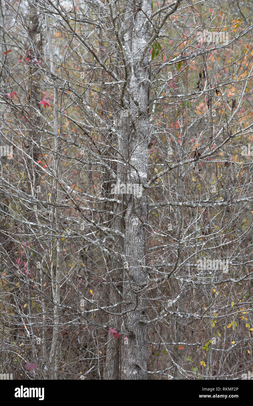 Deciduous trees losing leaves hi-res stock photography and images - Alamy