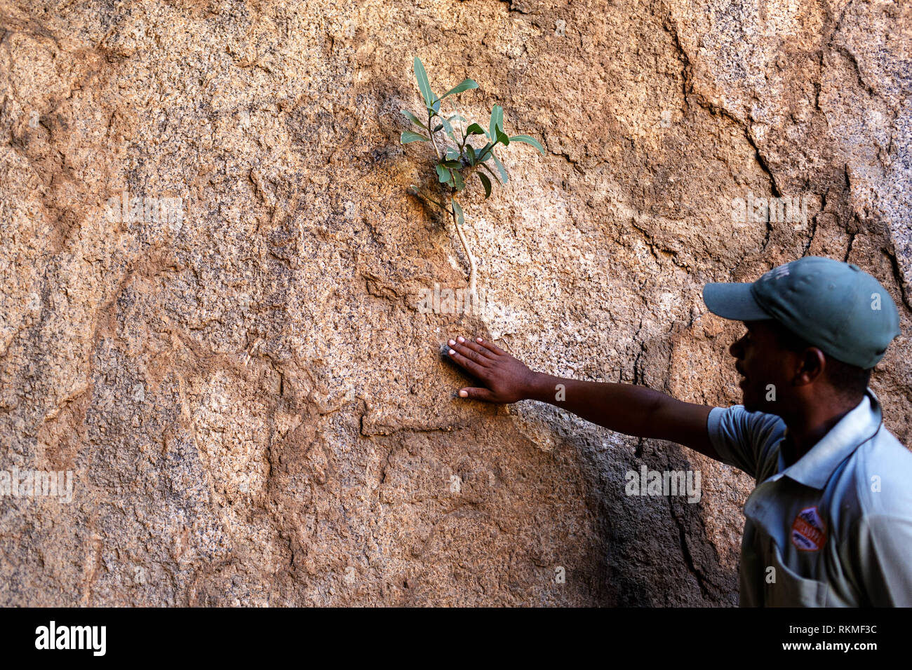 Native Namibian man pointing at San rock art (Bushmen petroglyp) at ...