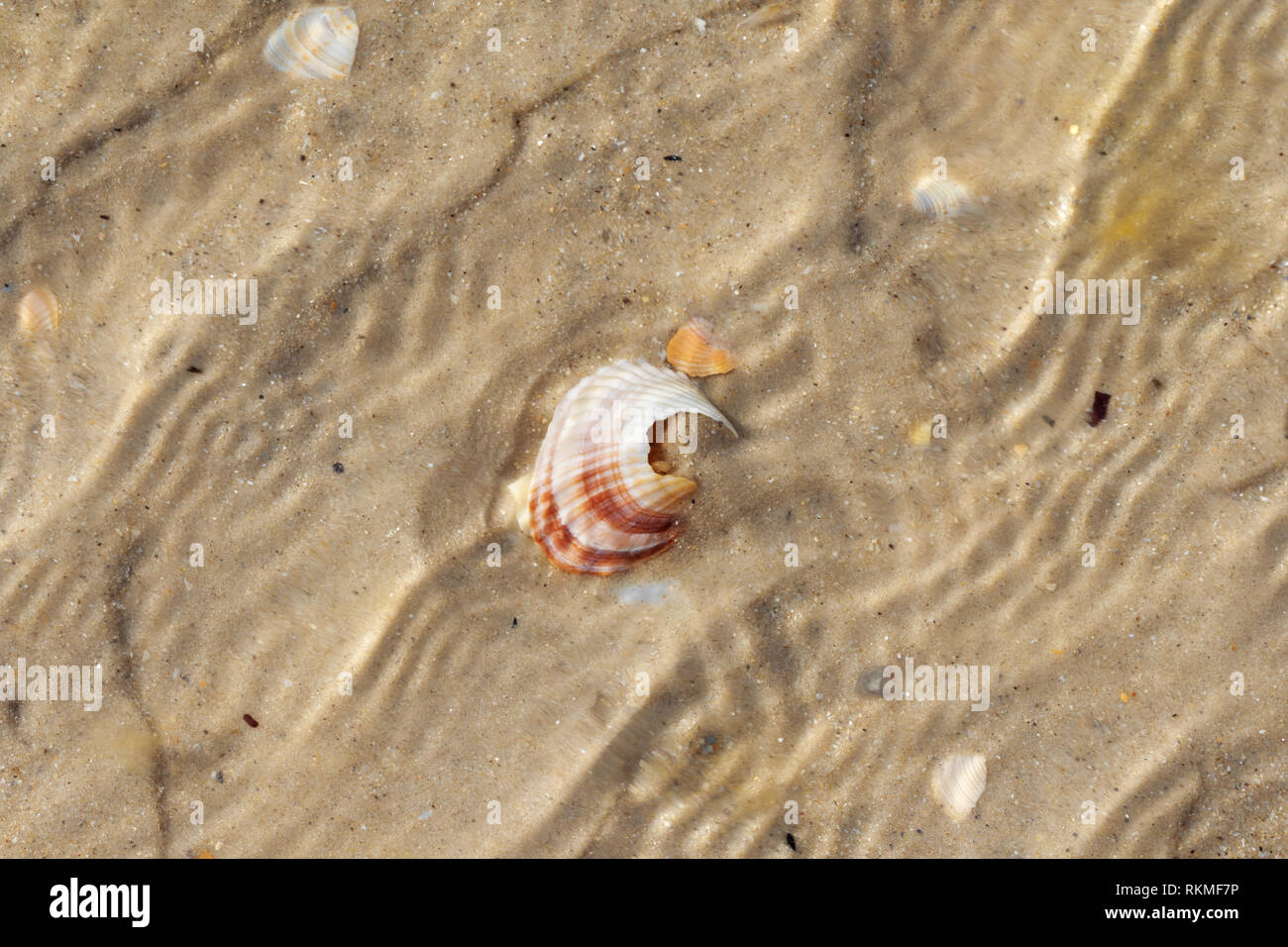 Brocken seashells in water on sand beach at hot sun summer day. View ...