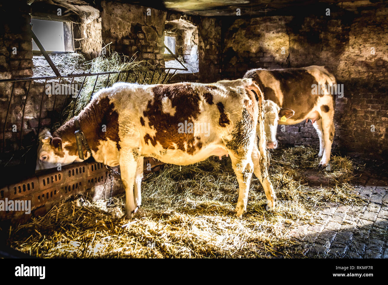 Healthy looking cows hi-res stock photography and images - Alamy
