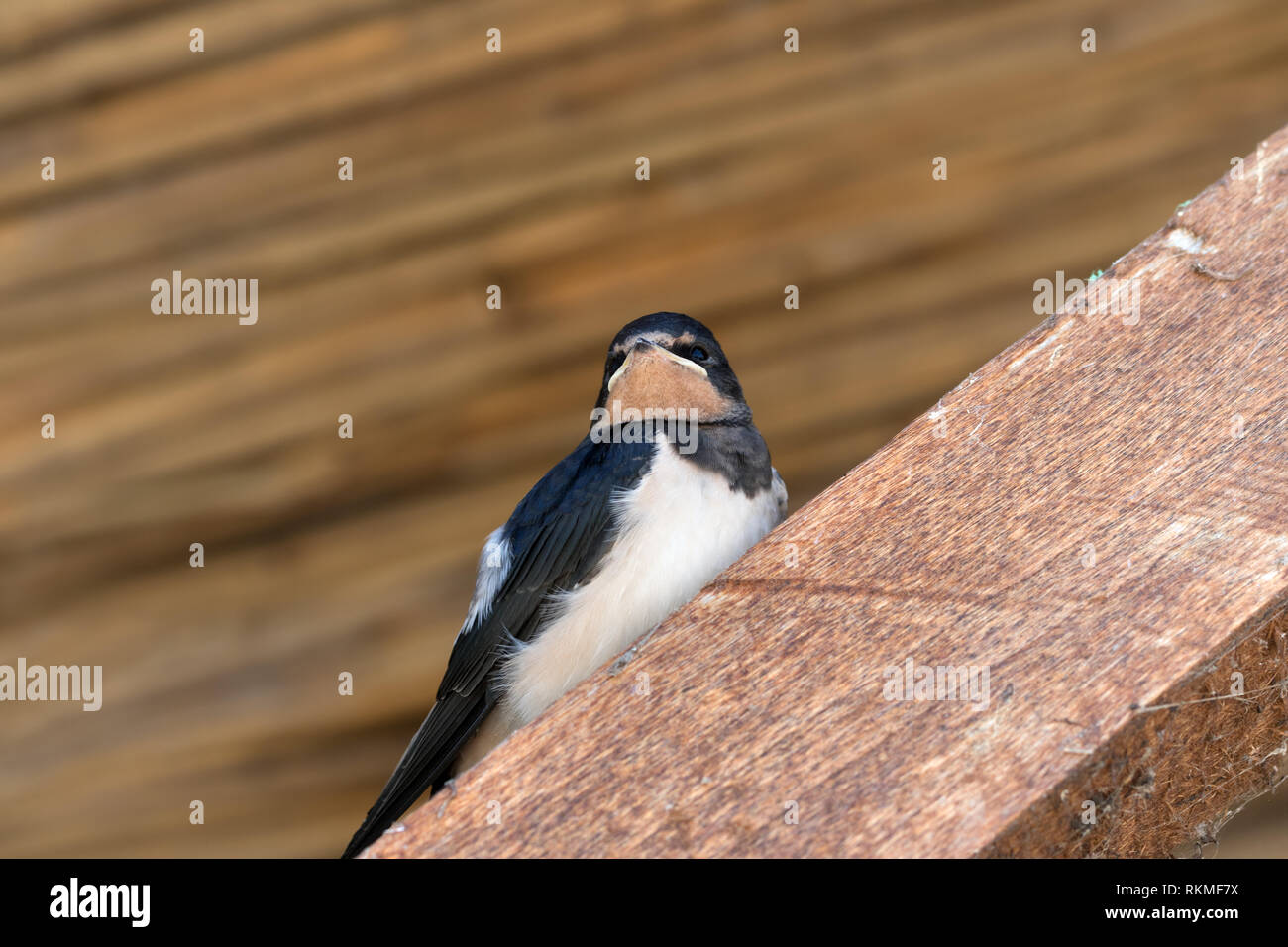 Baby bird of swallow sits on wooden beam under roof Stock Photo - Alamy