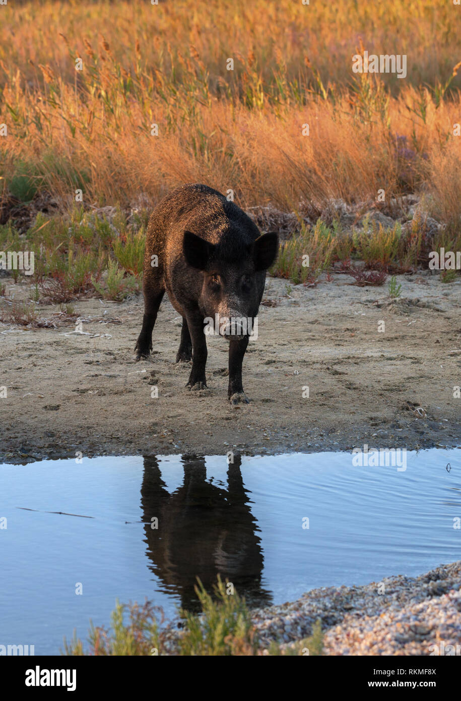 Wild boar at watering place with reflections on water at sunny summer ...