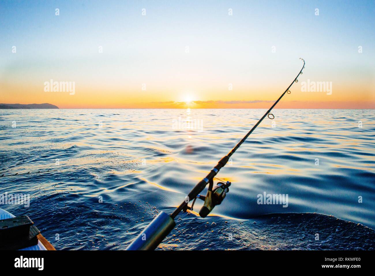Golden sea rod hi-res stock photography and images - Alamy