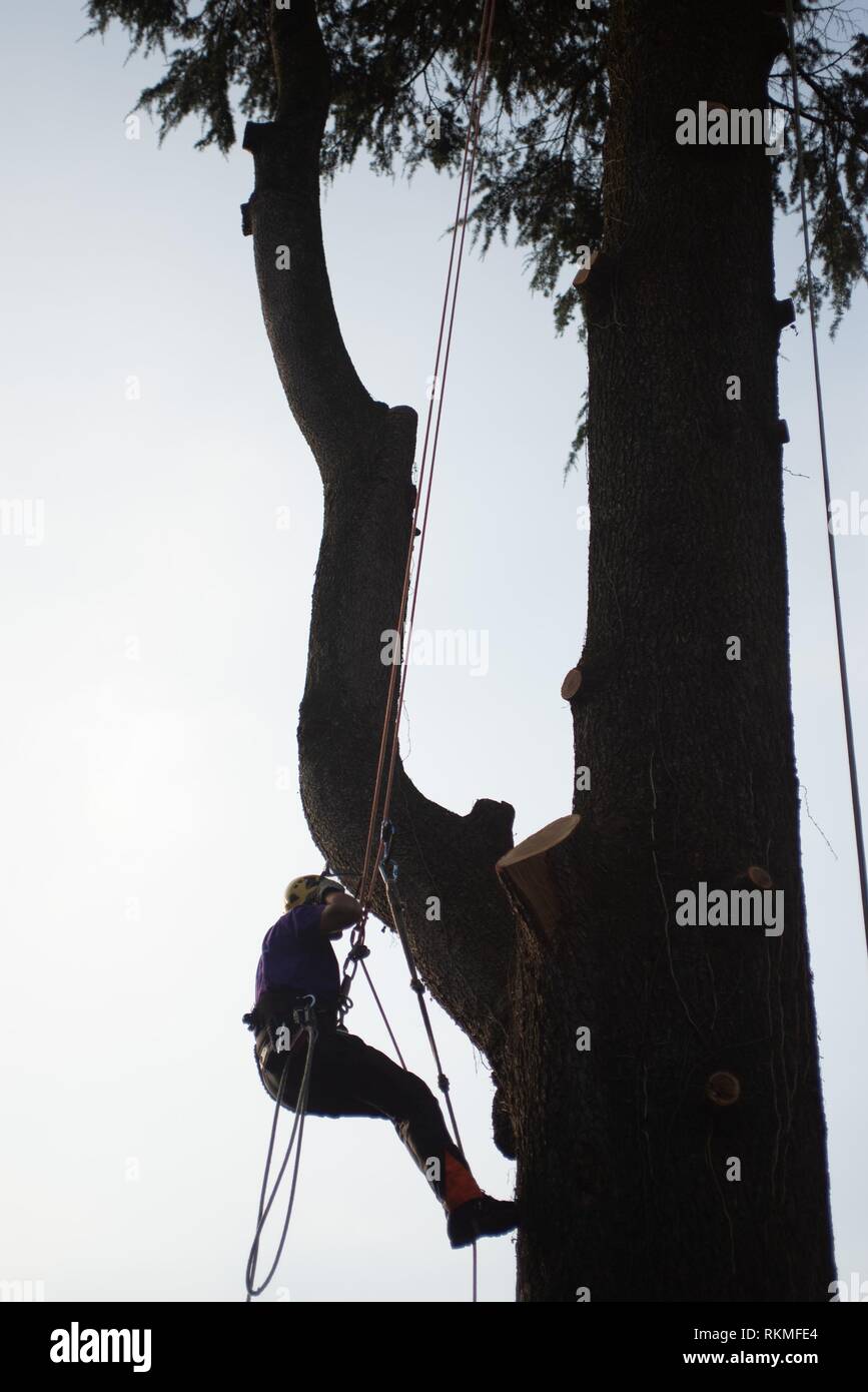 Tree tree climber tree surgeon hi-res stock photography and images - Alamy