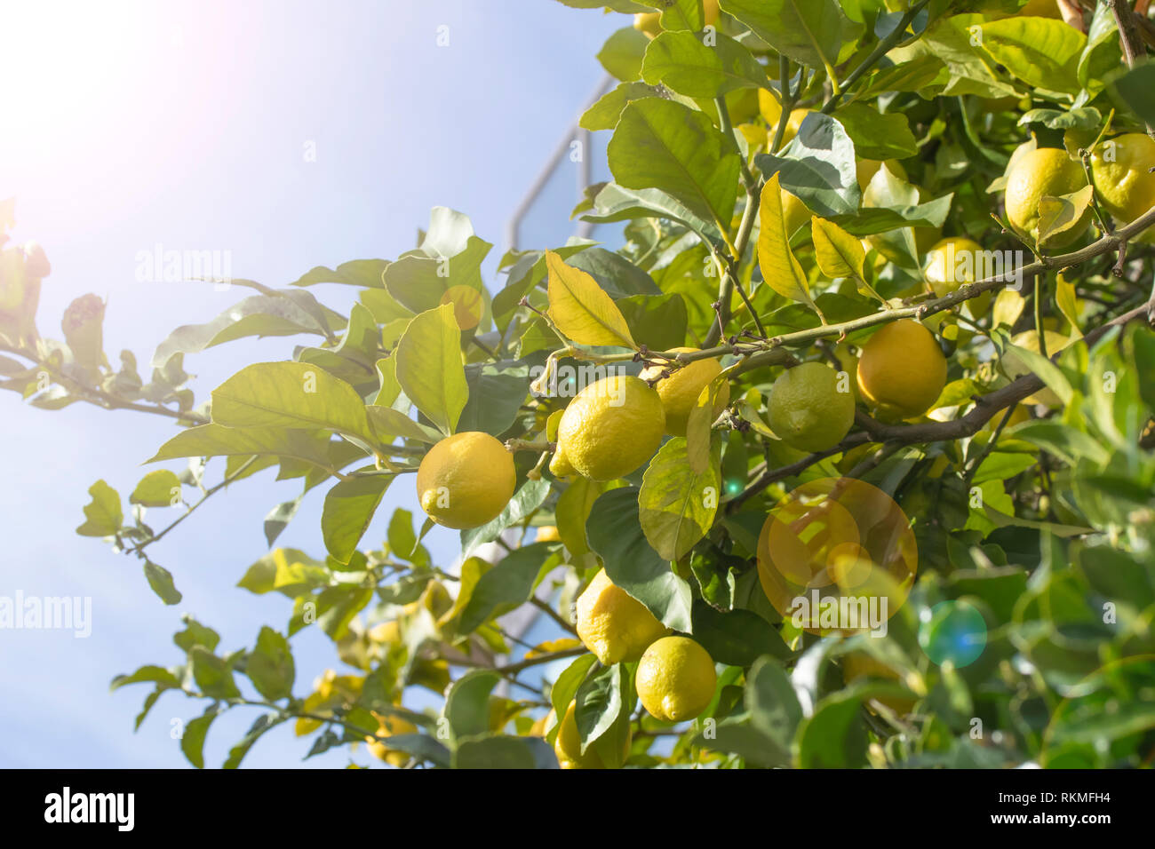 Lemon tree with fruits against a blue clear sky in the garden in the ...