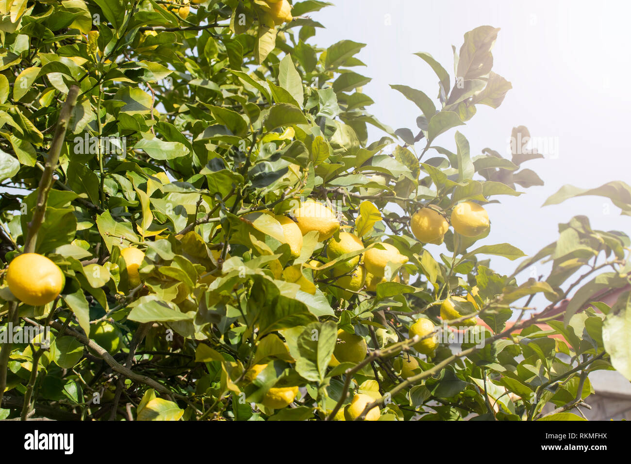 Lemon trees in garden ripe hi-res stock photography and images - Alamy