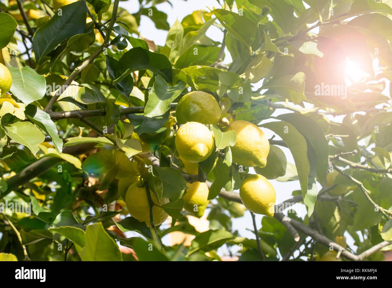 Lemon tree with fruit in the garden against the blue sky in the rays of ...
