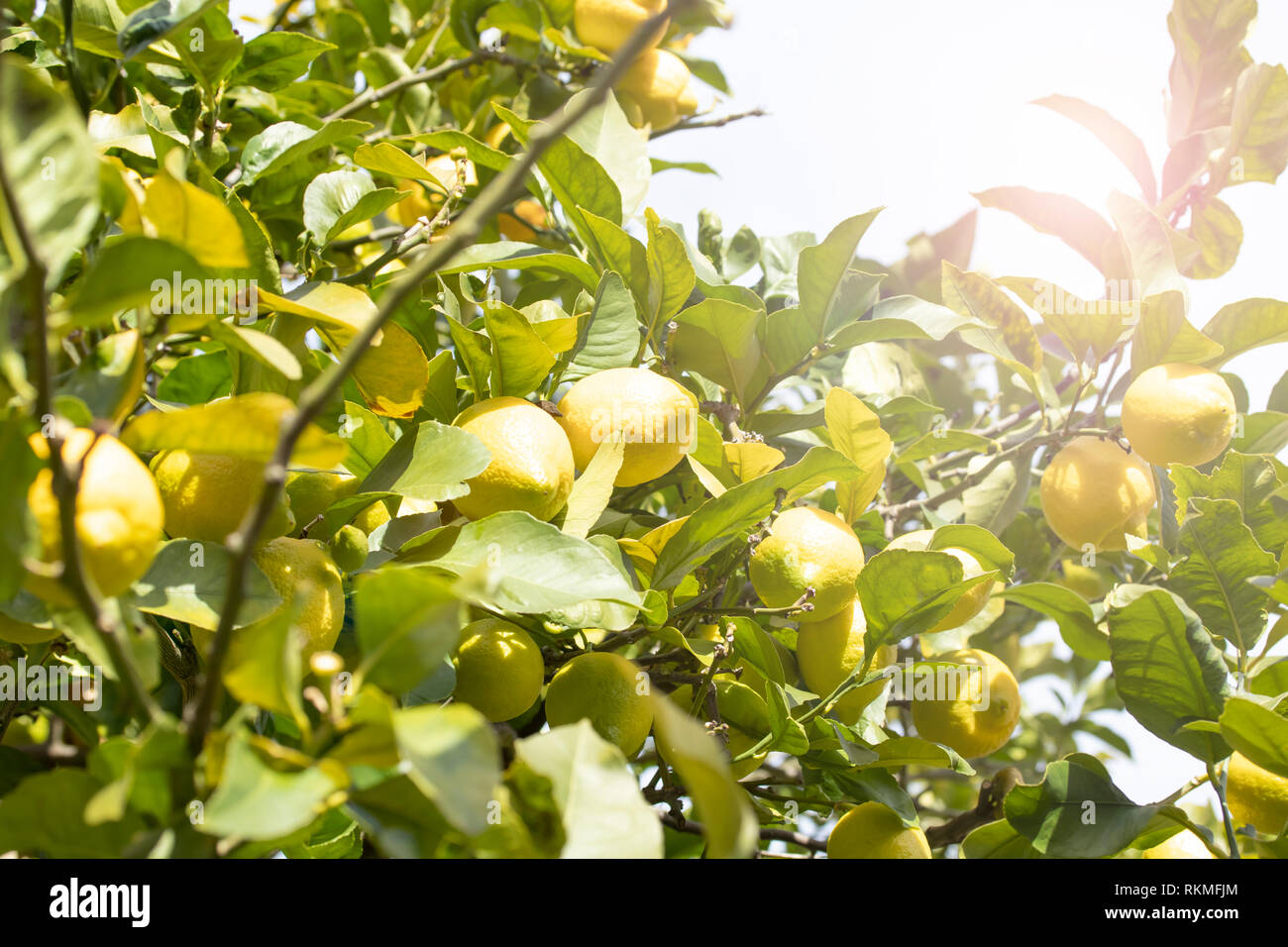 Lemon tree with izlerennye fruits in the home garden on a background of ...