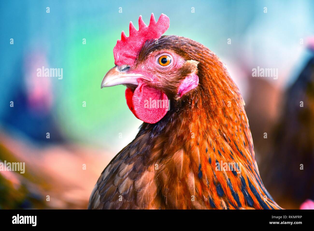 Living alive chickens poultry hi-res stock photography and images - Alamy