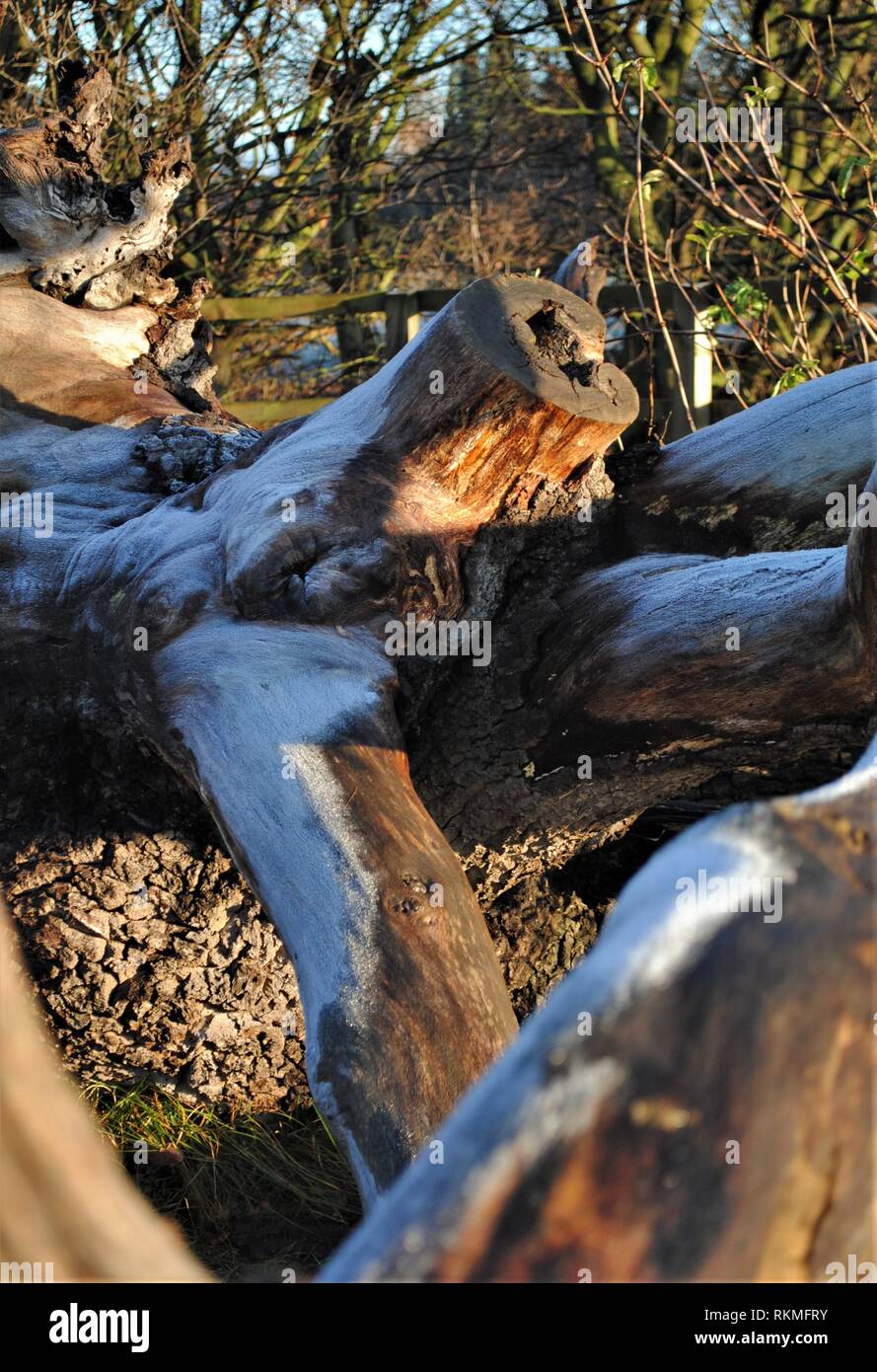 fallen dead oak tree coated in frost on a bright sunny winter morning ...