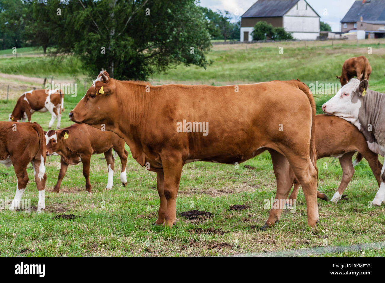 Cowshed field hi-res stock photography and images - Alamy