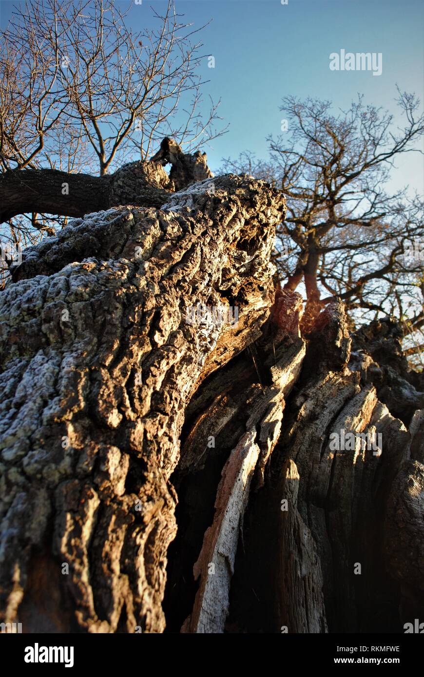 Fallen dead oak tree in oak woods close up of gnarled wood trunk ...