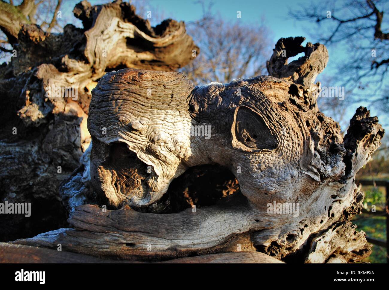 Fallen dead oak tree in oak woods close up of gnarled wood trunk ...