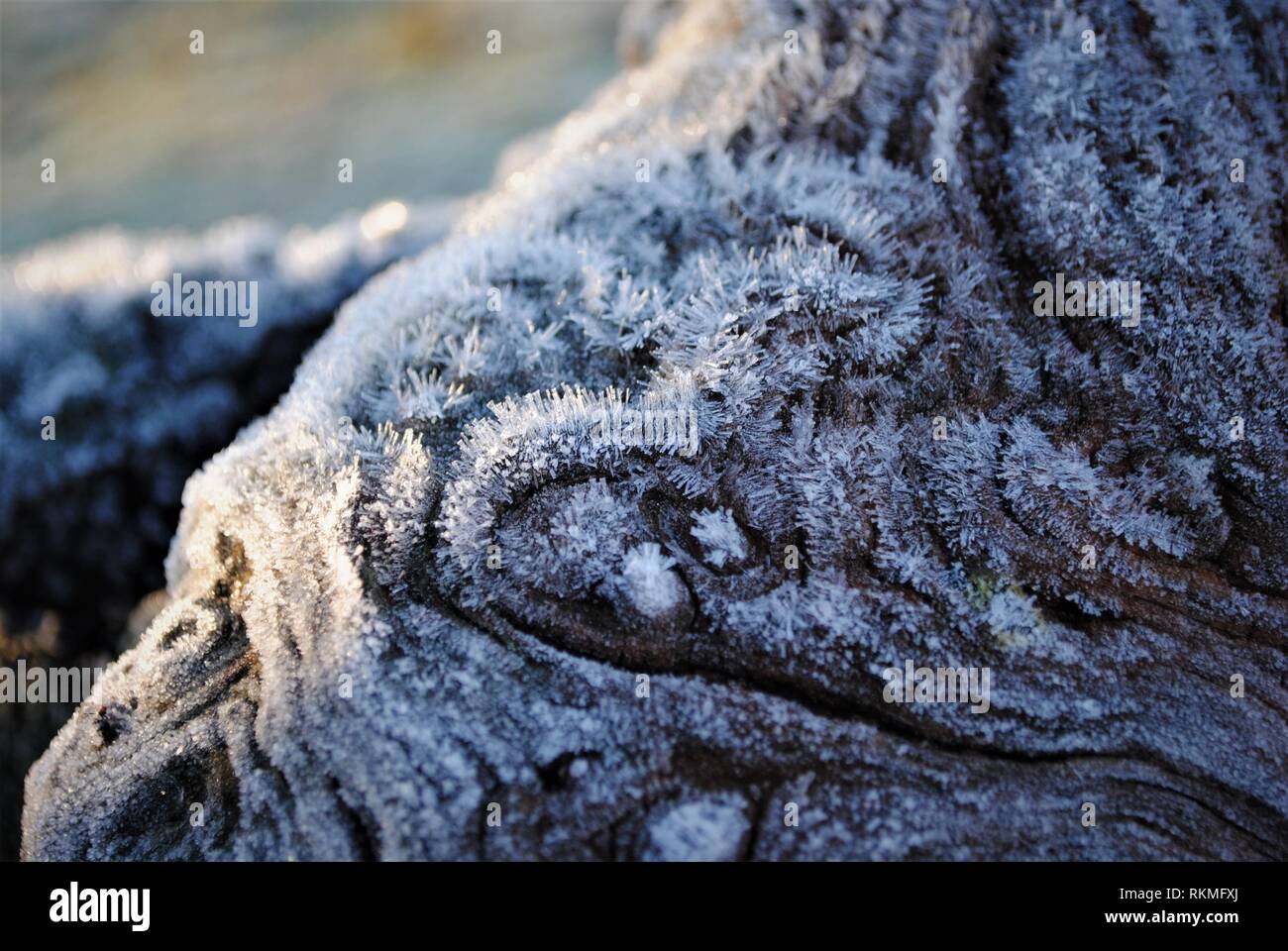 fallen dead oak tree coated in frost on a bright sunny winter morning ...
