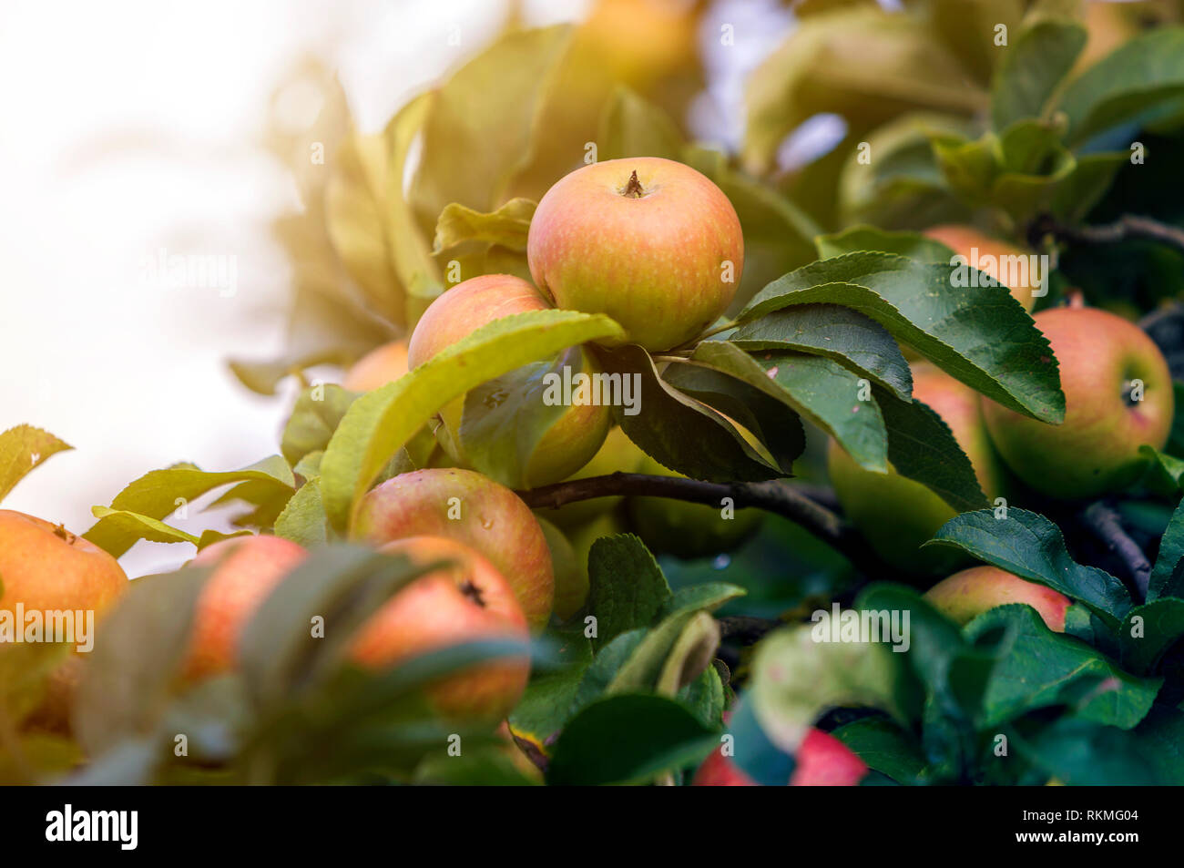 Close-up bunch of beautiful green apples with drops of dew hanging ripening on apple tree branch ...