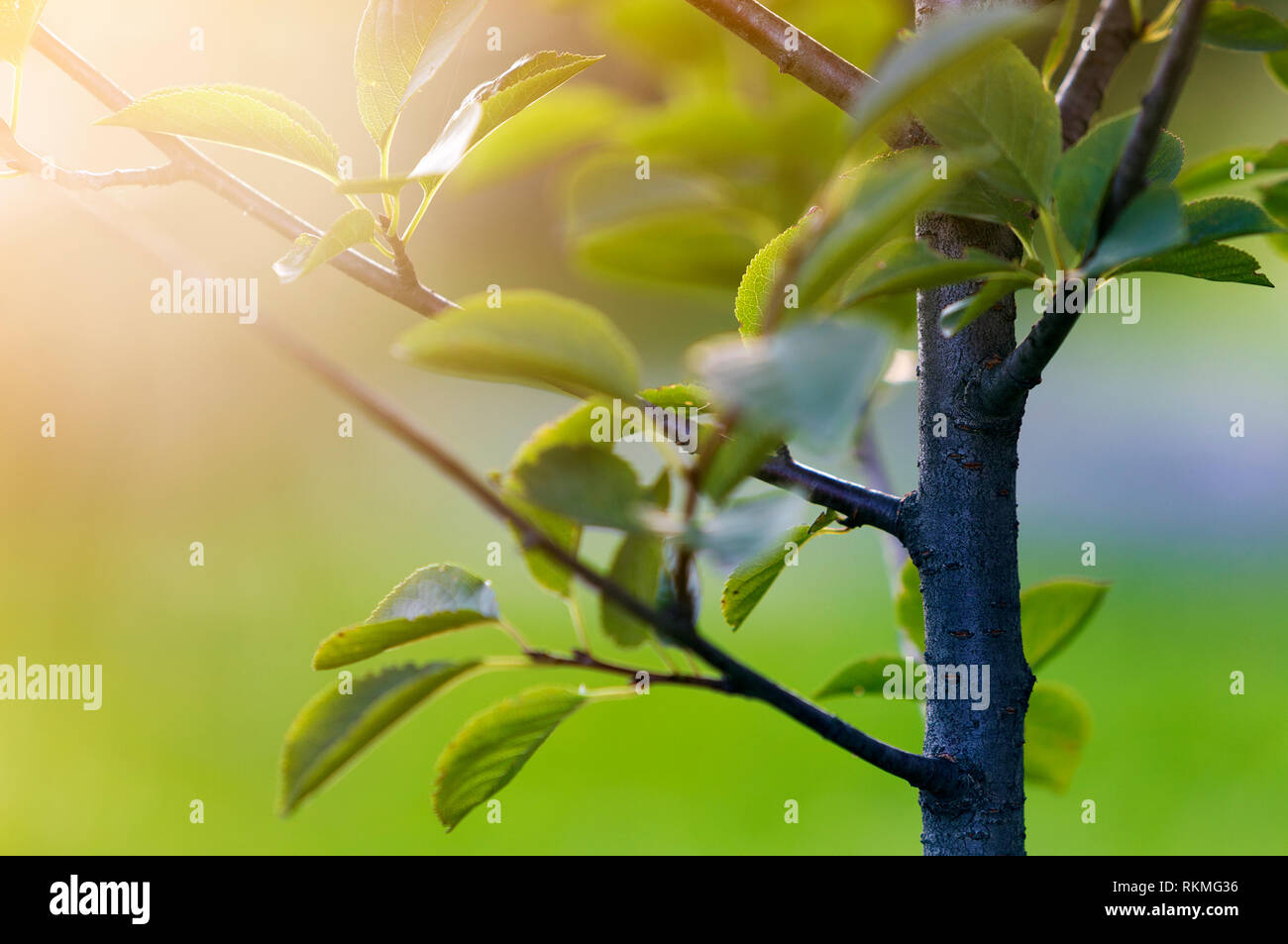 Close-up detail of isolated lit by summer sun growing alone strong ...