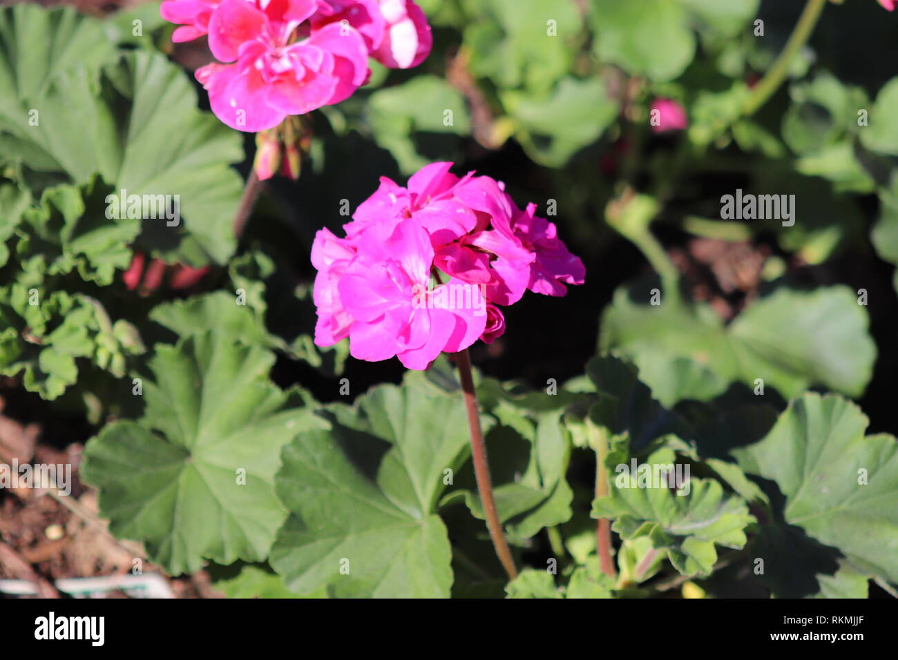 Best photos of flowers hi-res stock photography and images - Alamy