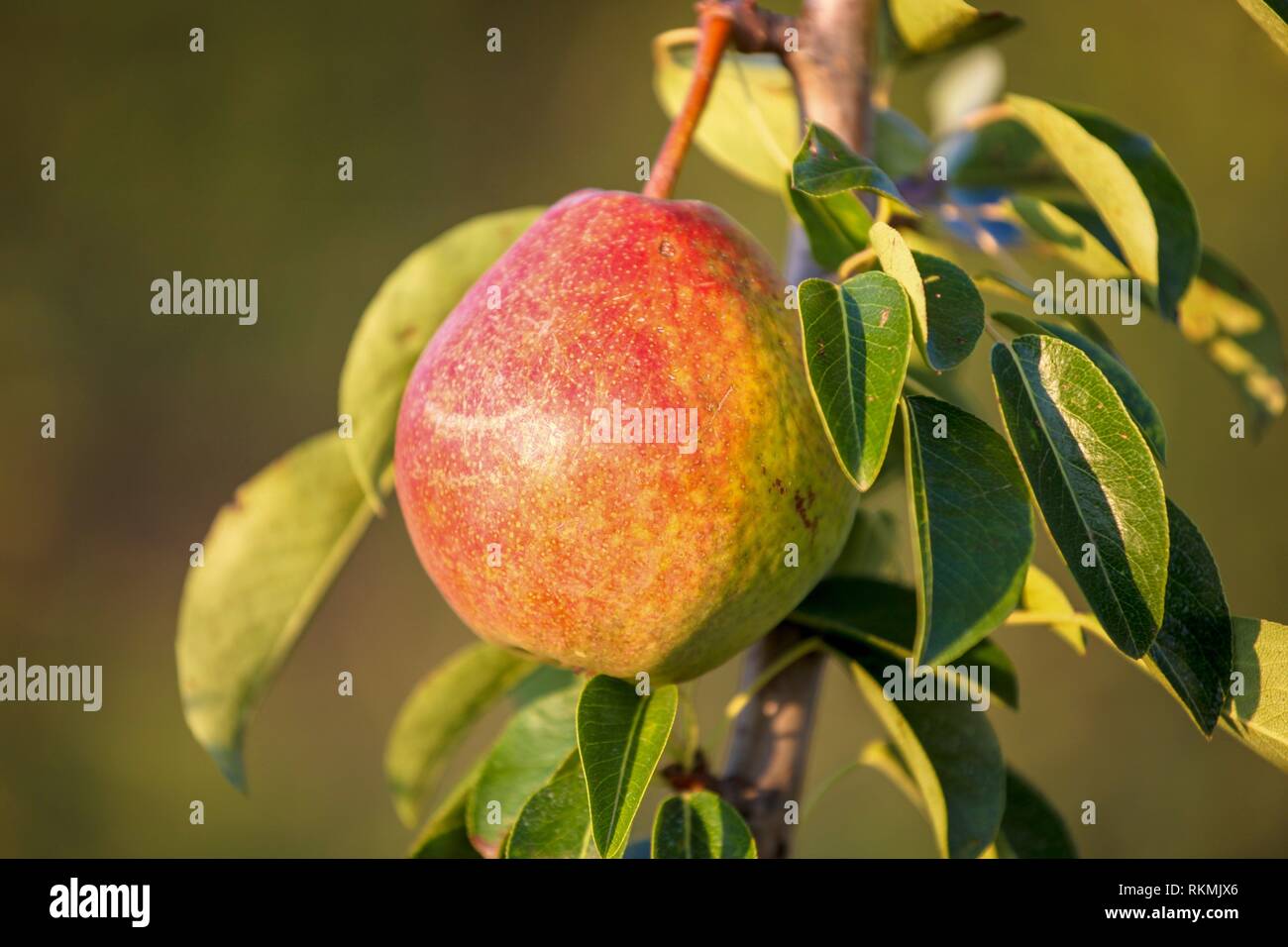 Mature Growth Pear High Resolution Stock Photography and Images - Alamy