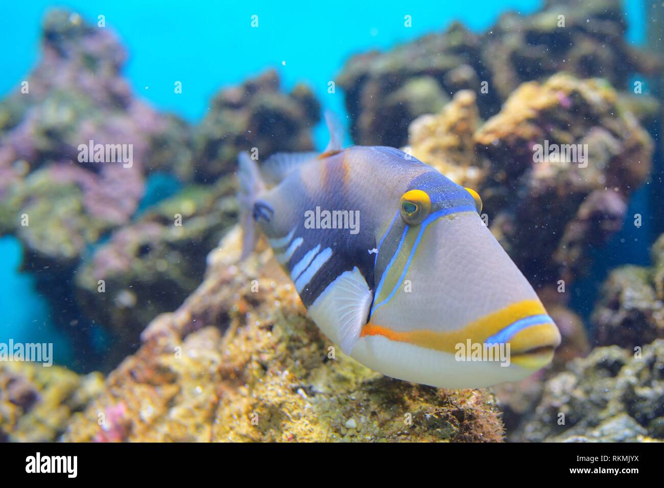Clown trigger fish great barrier reef hi-res stock photography and images - Alamy