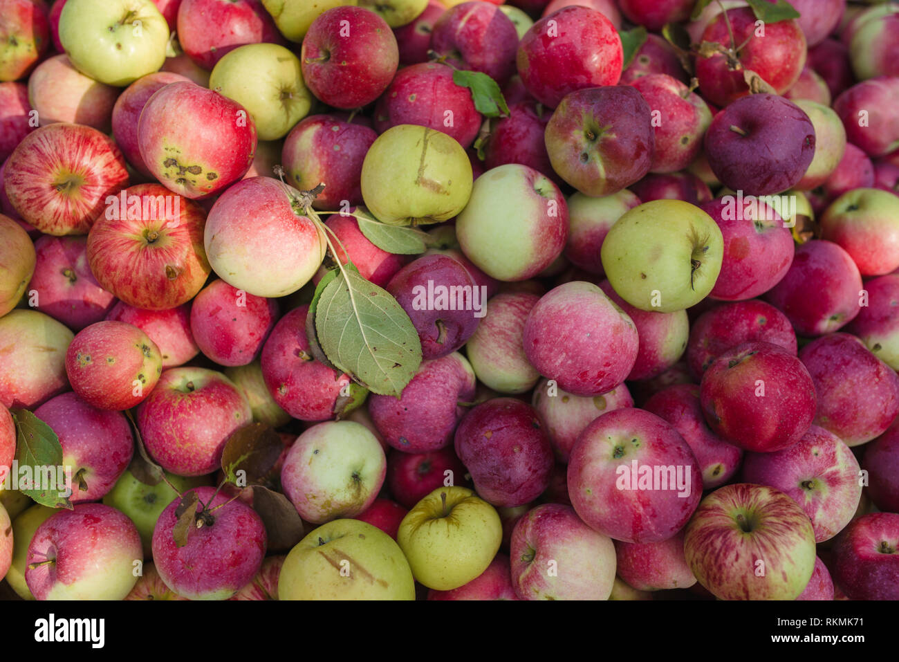 Red apples with leaves hi-res stock photography and images - Alamy