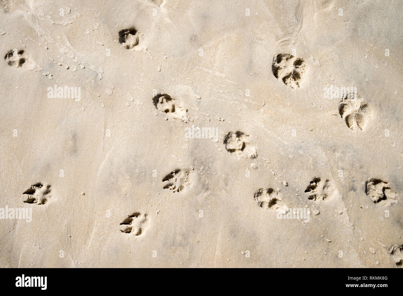 Dog paw prints scatter along the smooth sand on the shore of a beach in ...