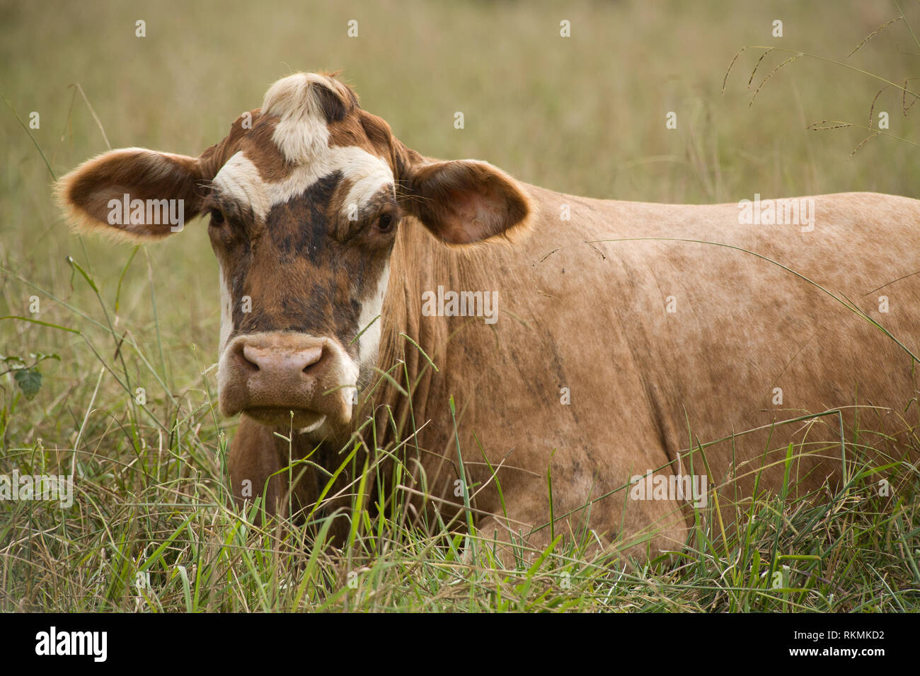 Grumpy Cow