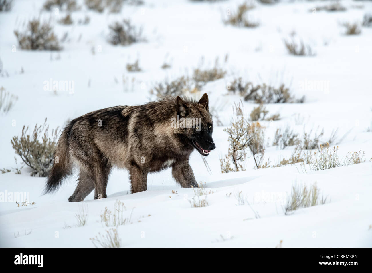 Yellowstone Wolf Pack High Resolution Stock Photography and Images - Alamy