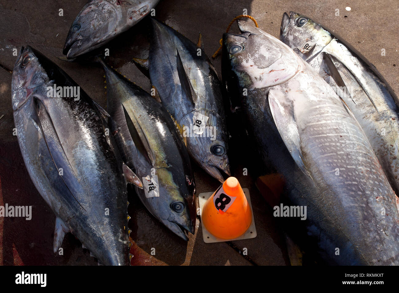 Shiny silver fish hi-res stock photography and images - Alamy