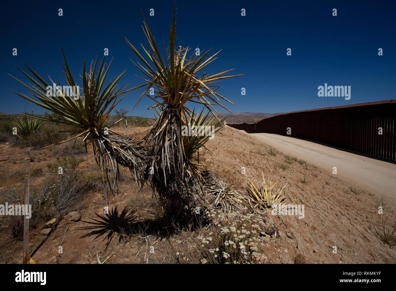 Yucca border hi-res stock photography and images - Alamy