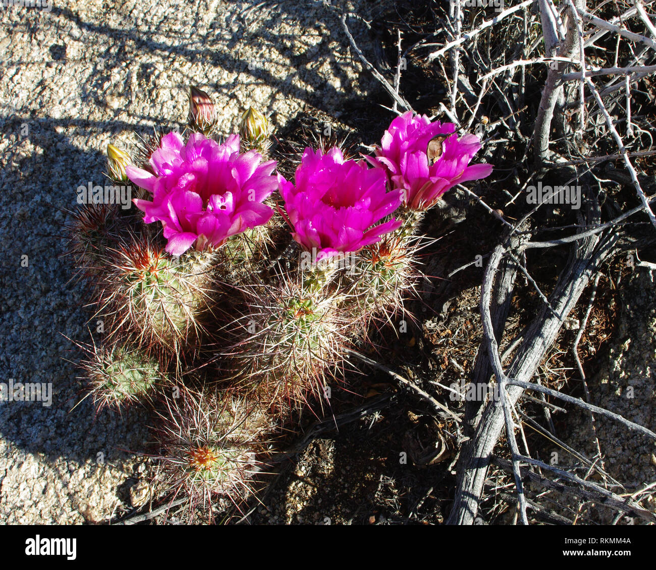 Strawberry Hedgehog Cactus, Mojave Desert, Joshua Tree National Park ...