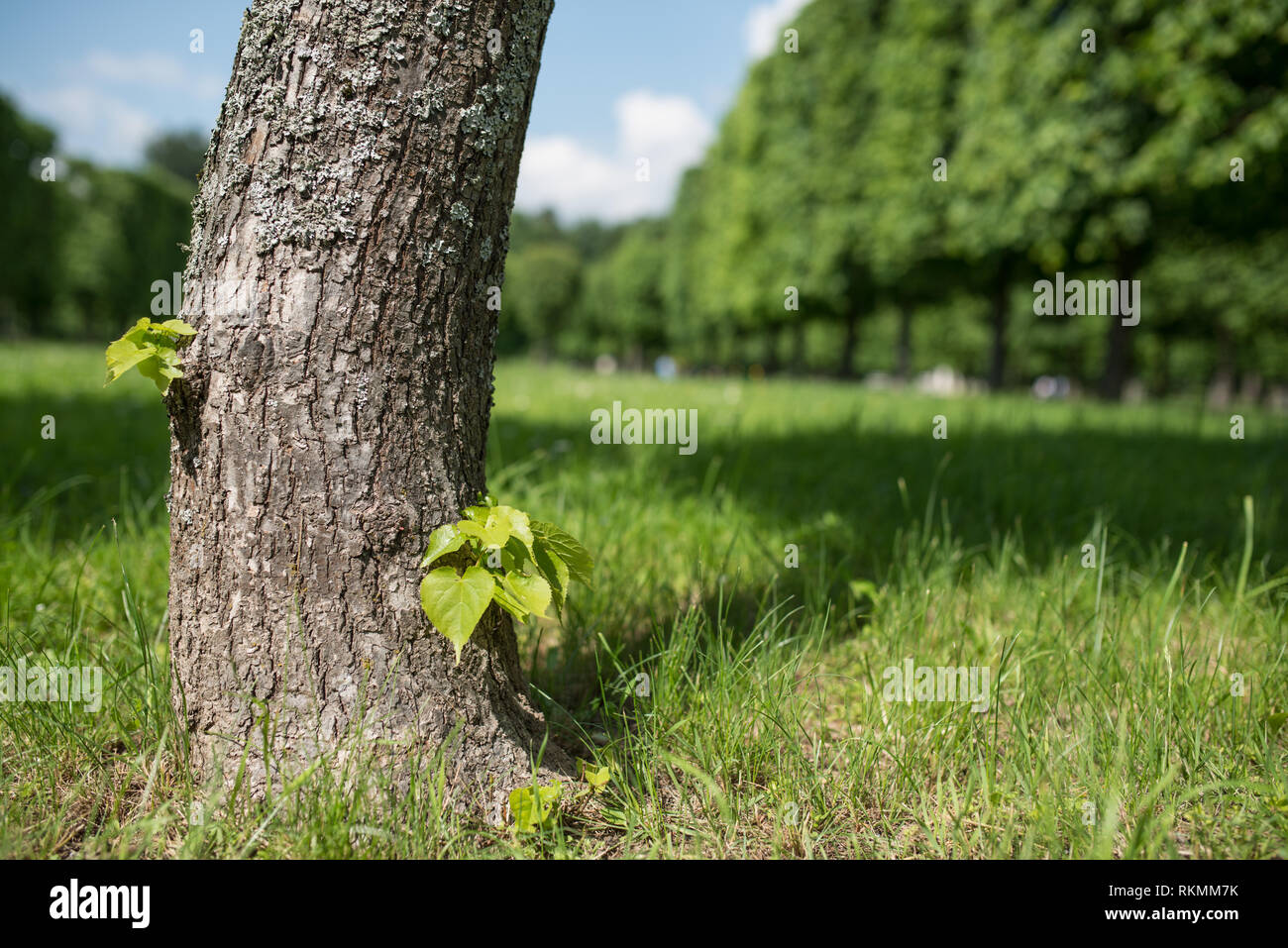 Big tree with fresh green leaves hi-res stock photography and images ...