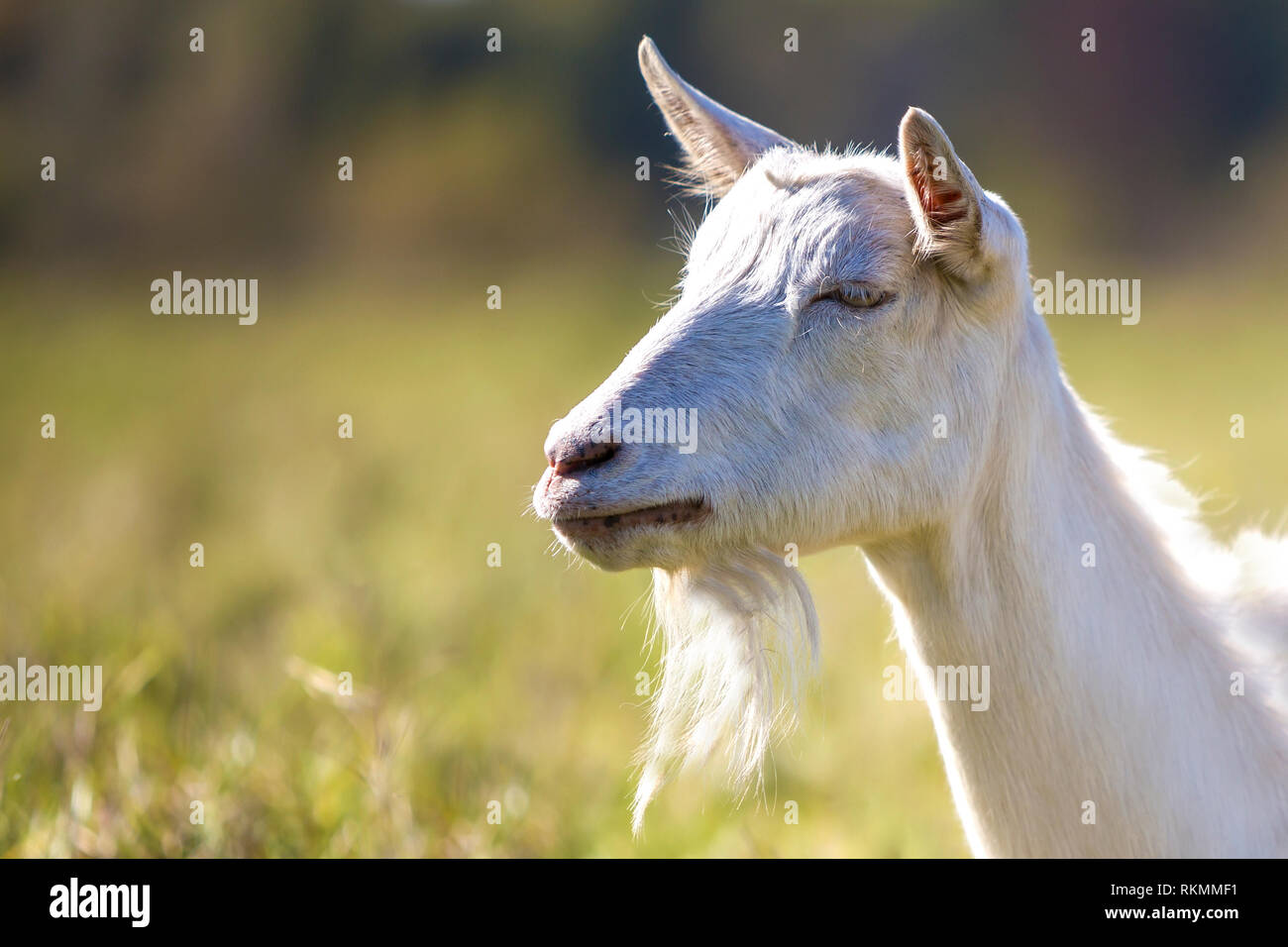 Portrait of white goat with beard on blurred bokeh background. Farming ...