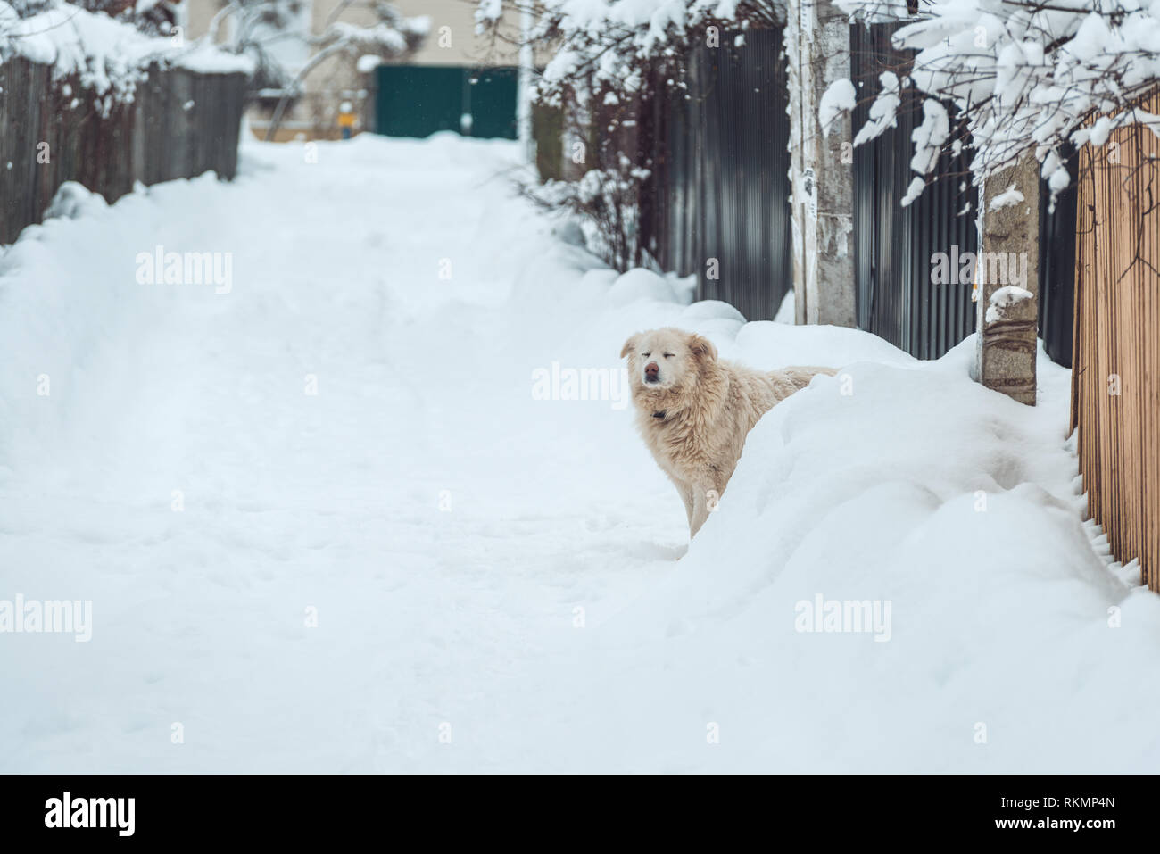 What Does It Mean When Dogs Squint