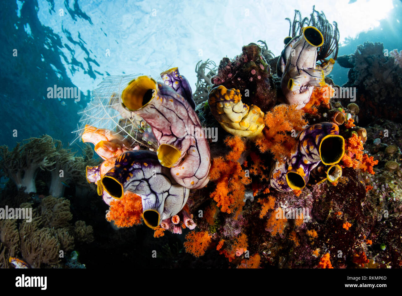 Colorful tunicates and soft corals grow in Raja Ampat, Indonesia. This ...