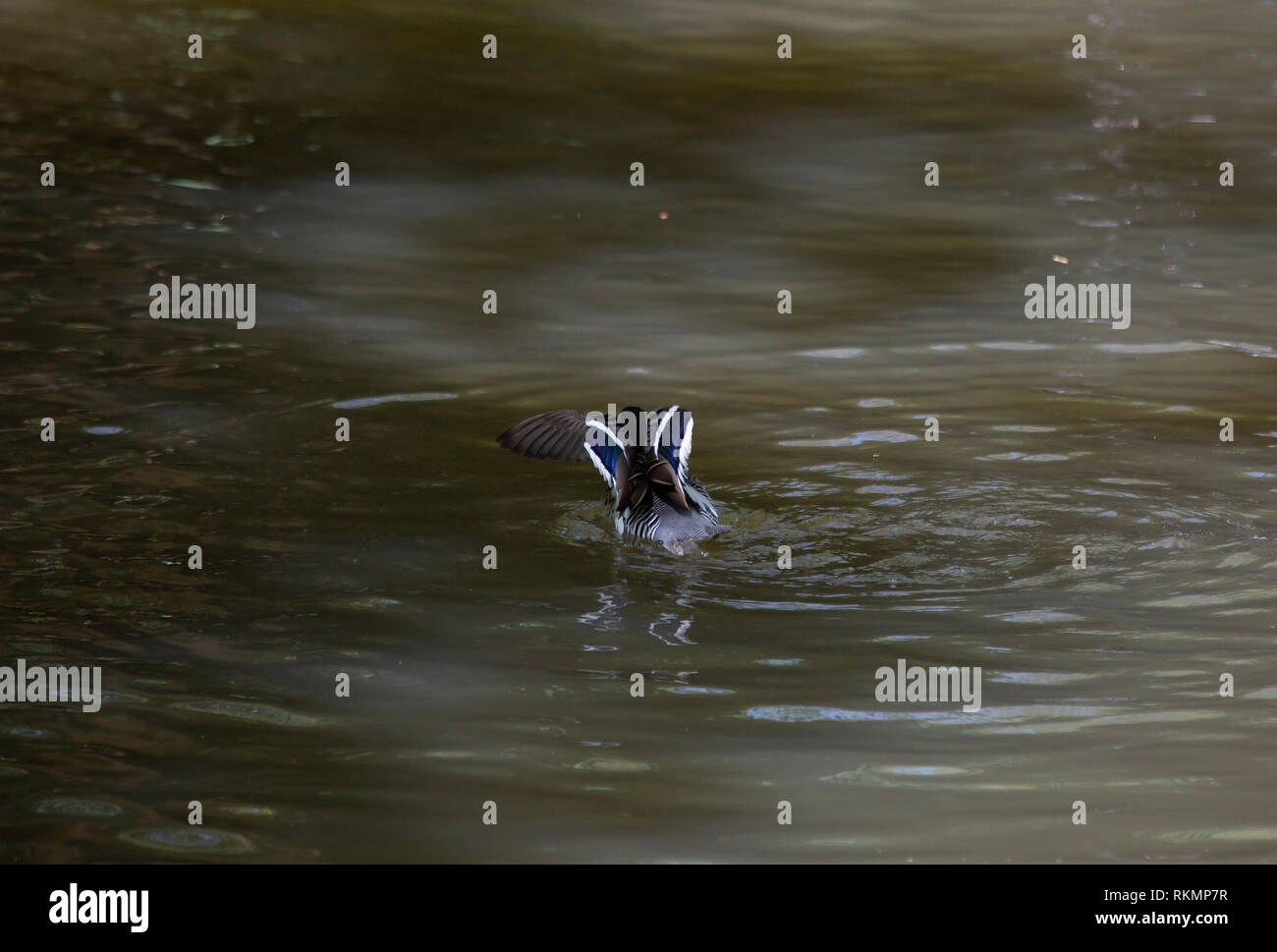 Silver teal (Anas versicolor) duck drake taking off from pond Stock ...