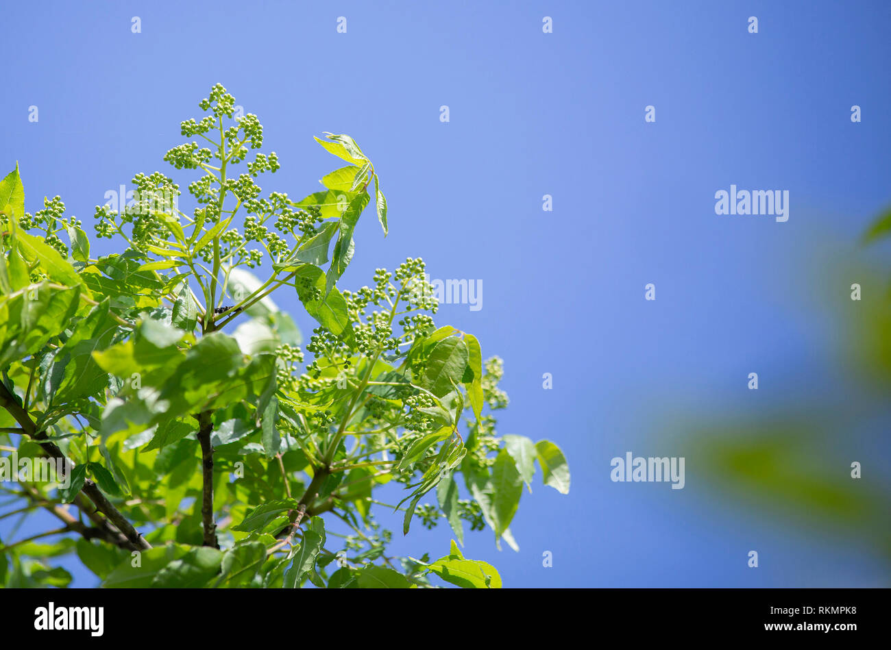 Smooth sumac tree hi-res stock photography and images - Alamy
