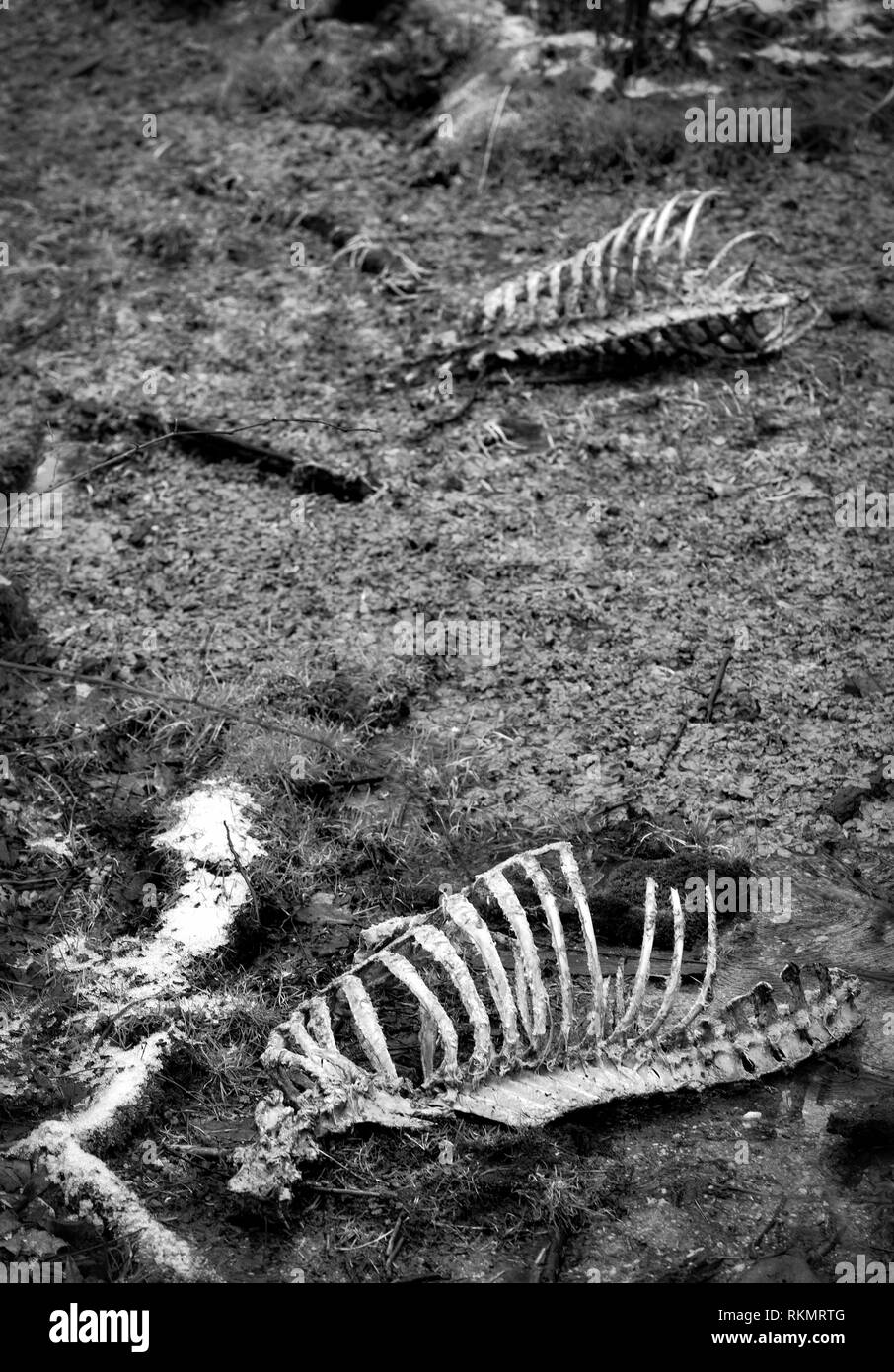 UNITED STATES - 02-11-2019: Deer carcass on the side of the road after ...