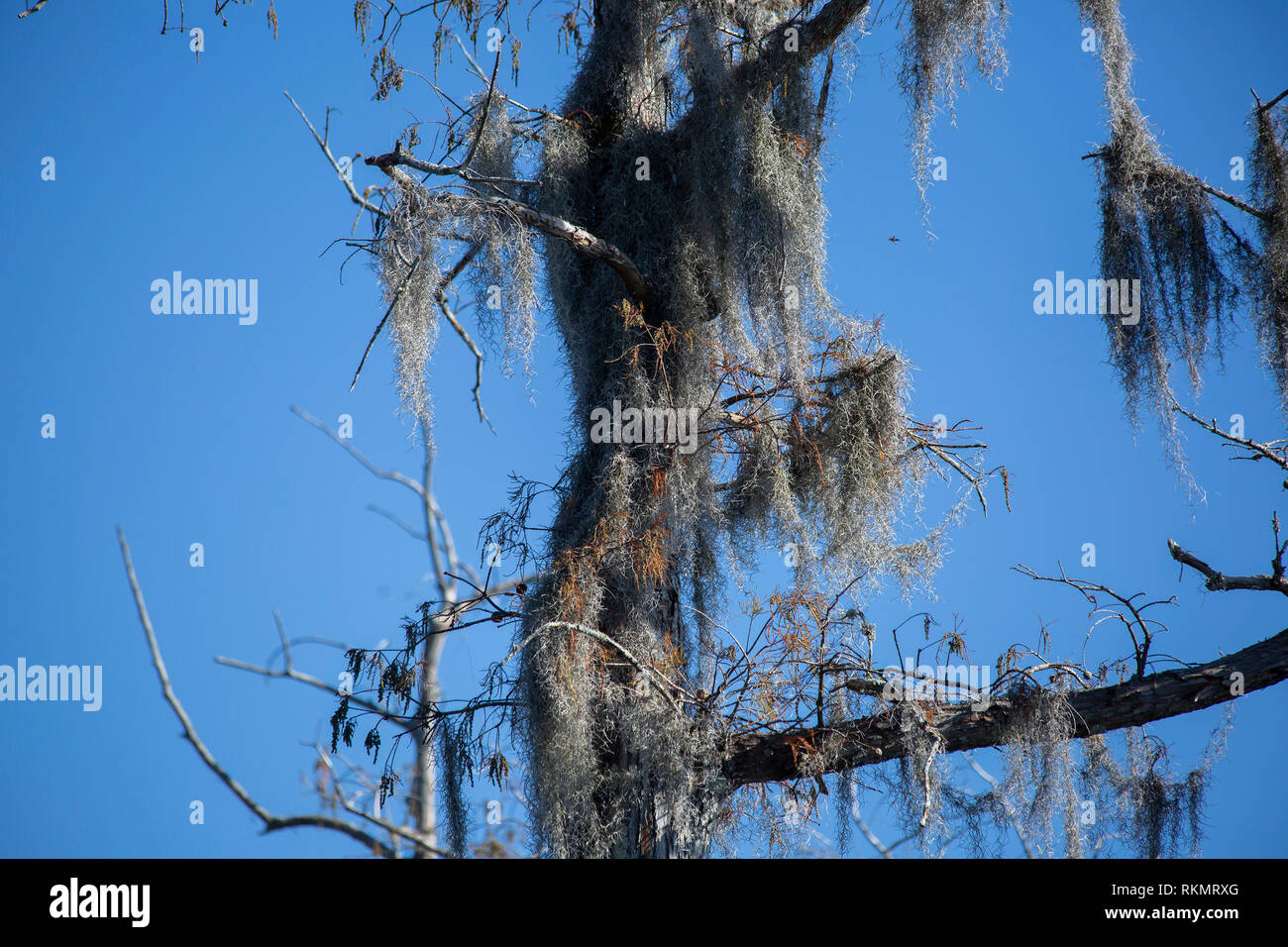 Moss hanging down from a branch hi-res stock photography and images - Alamy