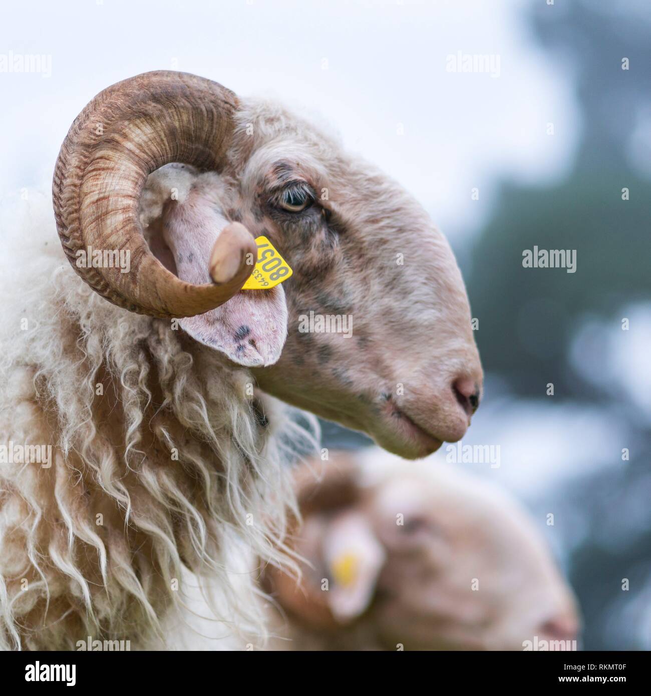 Sheep, Néouvielle Nature Reserve, Vallée d´Aure, L´Occitanie, Hautes ...