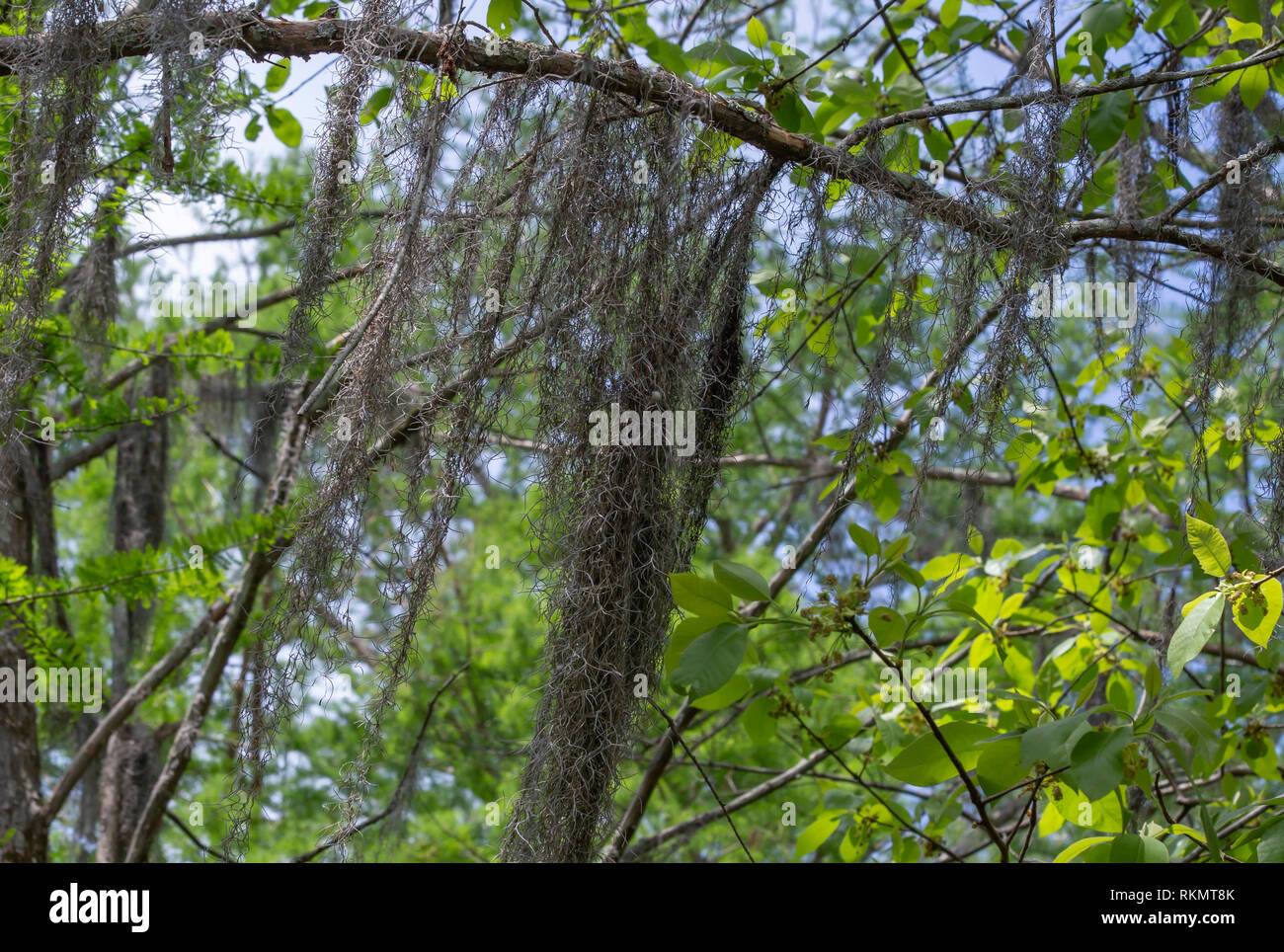 Moss hanging down from a branch hi-res stock photography and images - Alamy