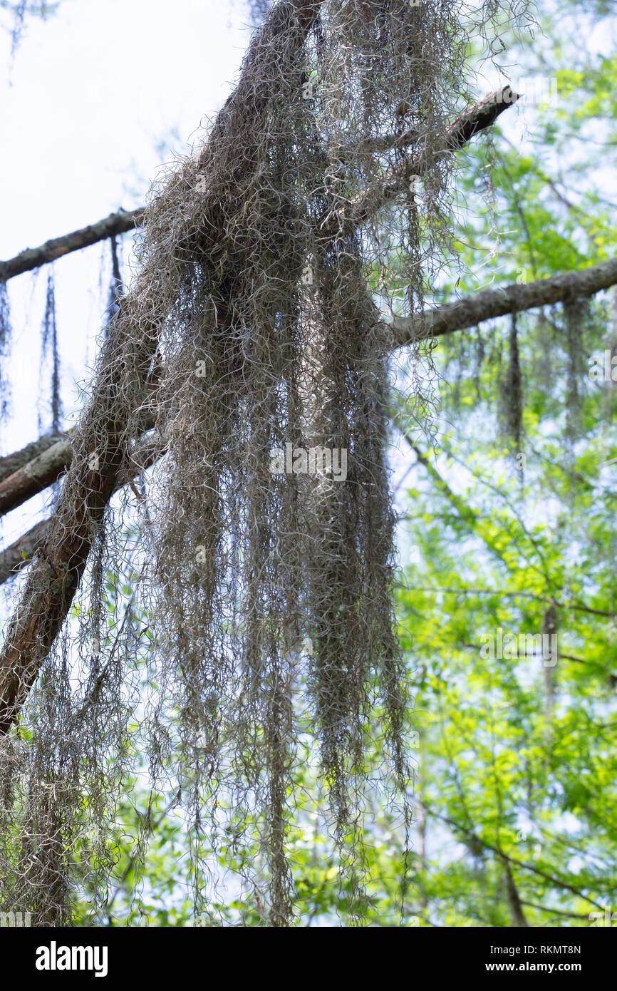 Moss hanging down from a branch hi-res stock photography and images - Alamy