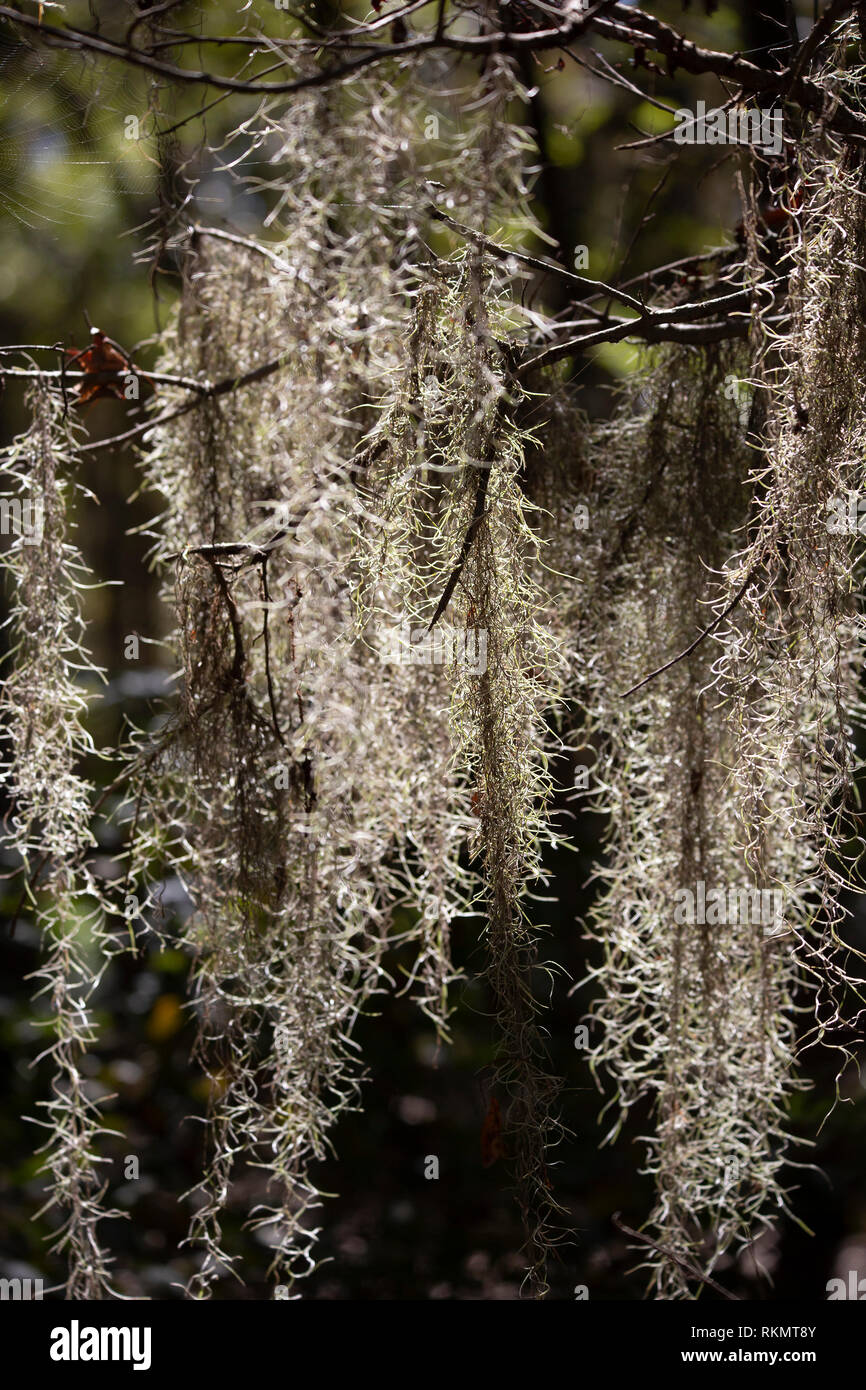 Close up of Spanish moss hanging down from a tree Stock Photo - Alamy